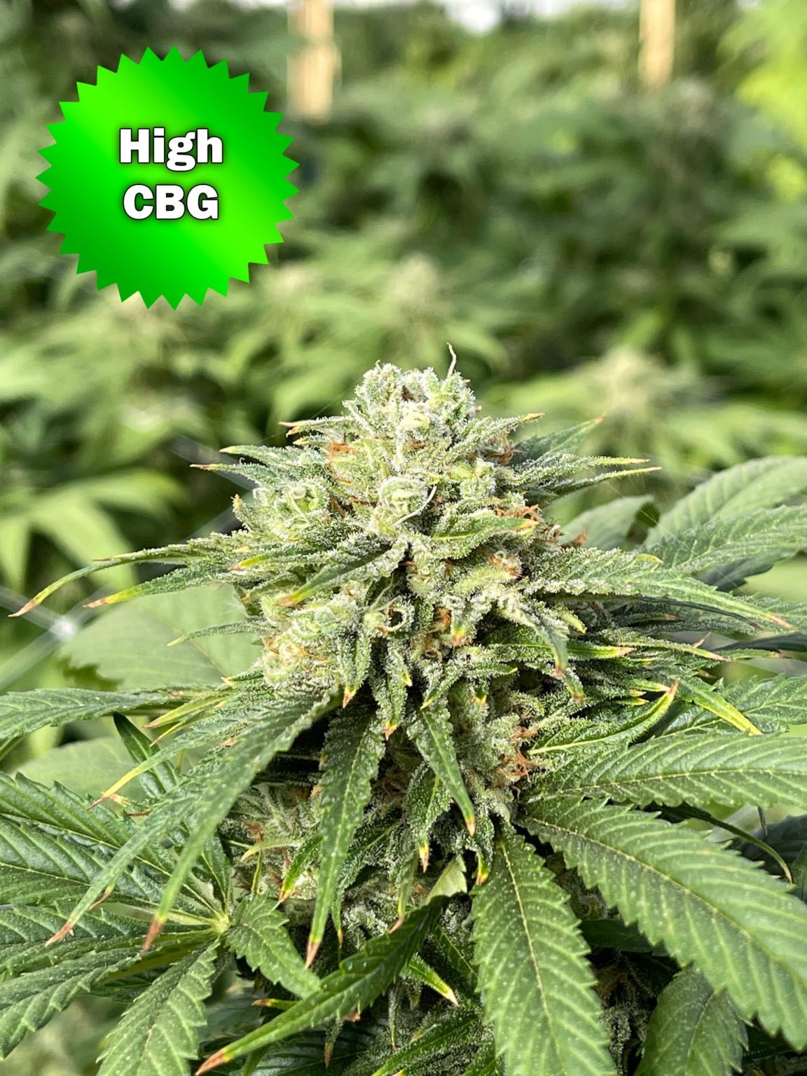 Sour Punch (Sour Diesel X Purple Punch) Marijuana Seeds | Best Bud Seeds Sour Punch (Sour Diesel X Purple Punch) Marijuana Seeds | Best Bud Seeds